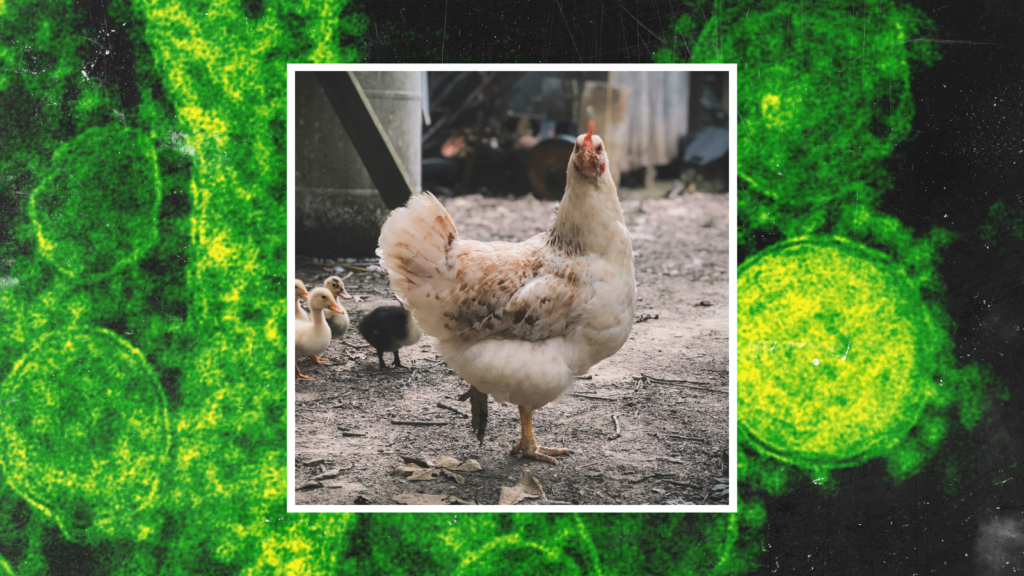 The CDC Announces First Severe Case Of Bird Flu In A Human In The U.S ...